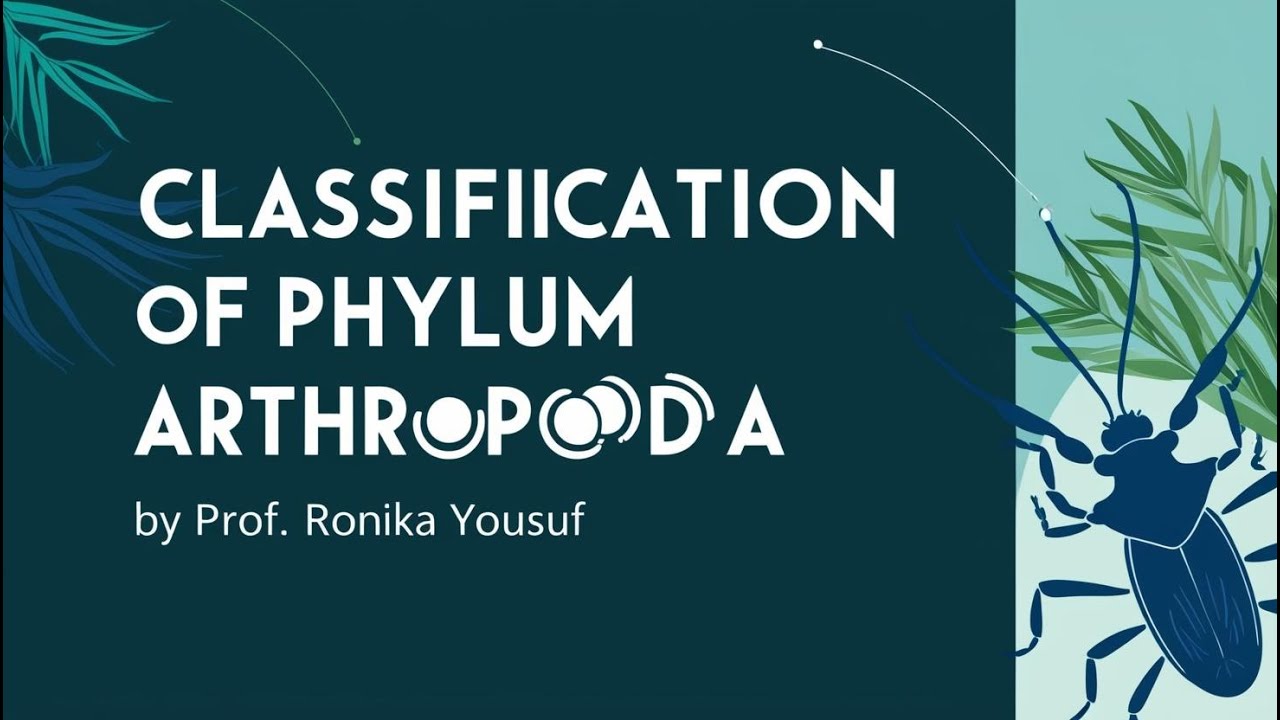 Phylum Arthropoda Classification - YouTube