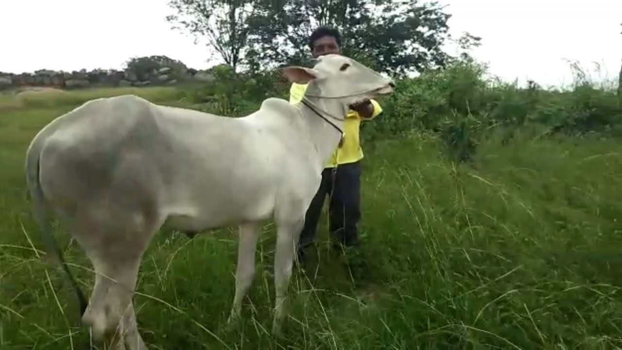 Fantastic Hallikar Bull Calf | Denkanikottai Taluk - YouTube