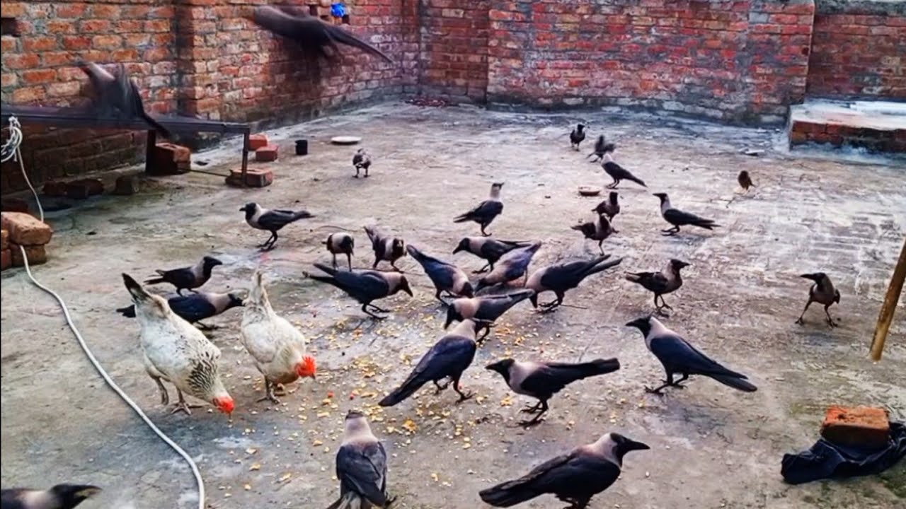 Fluttering and Flying Crows 🐦‍⬛ | Magnificent Crows Sounds | Best Crows ...