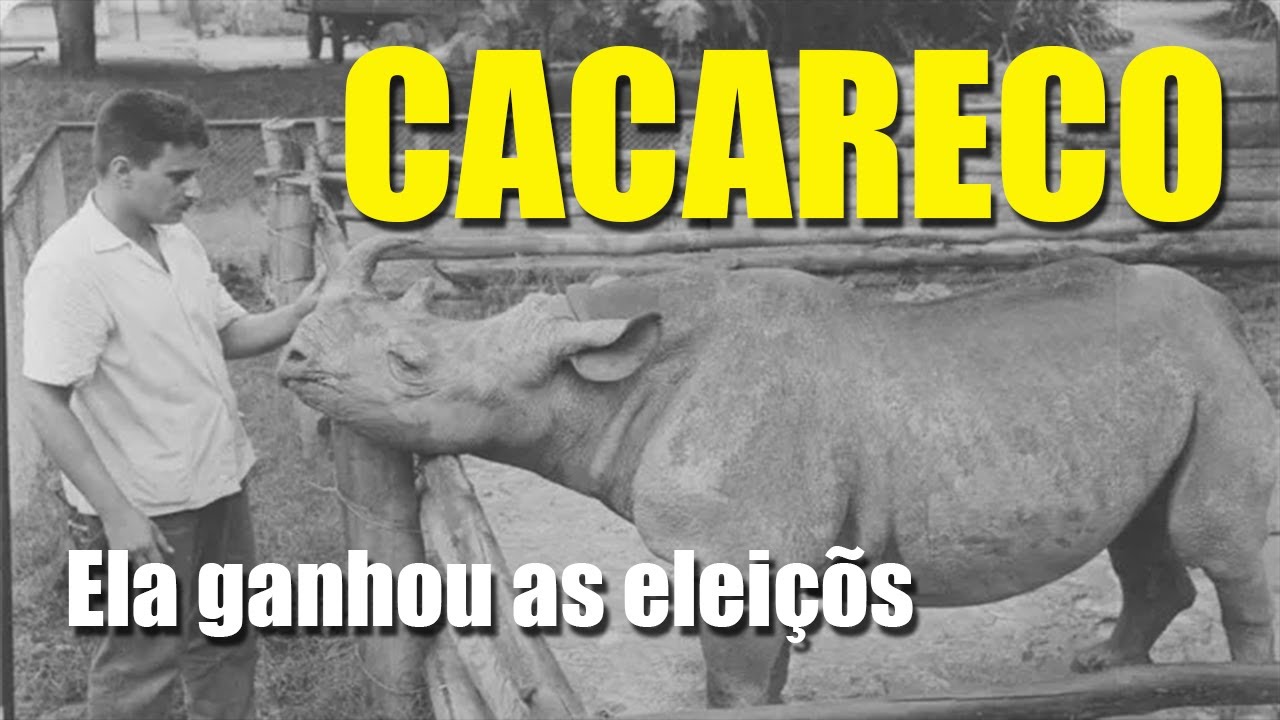 CACARECO: O CURIOSO RINOCERONTE QUE RECEBEU 100 MIL VOTOS NA CÂMARA DOS ...