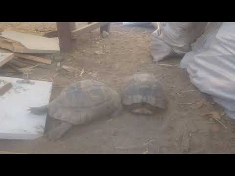 Kaplumbağa 🐢 çiftleşmesi