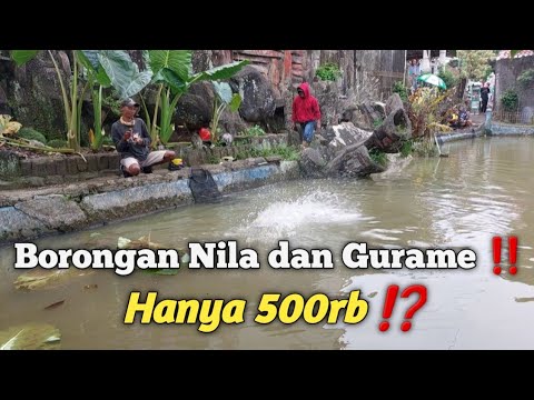 Mancing Borongan Harga Kolam 500rb || Awalnya Ragu //Ternyata......⁉️ - YouTube