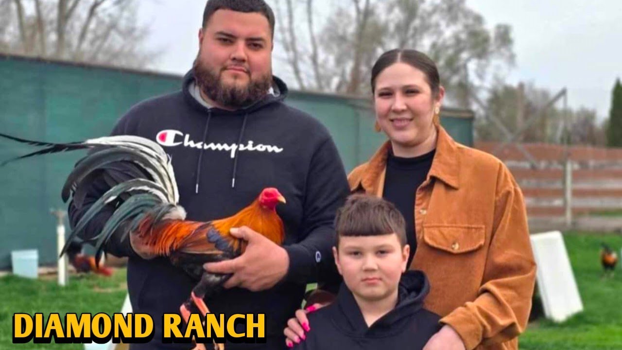 Sweater Hatch Yellow Leg - DIAMOND RANCH - YouTube