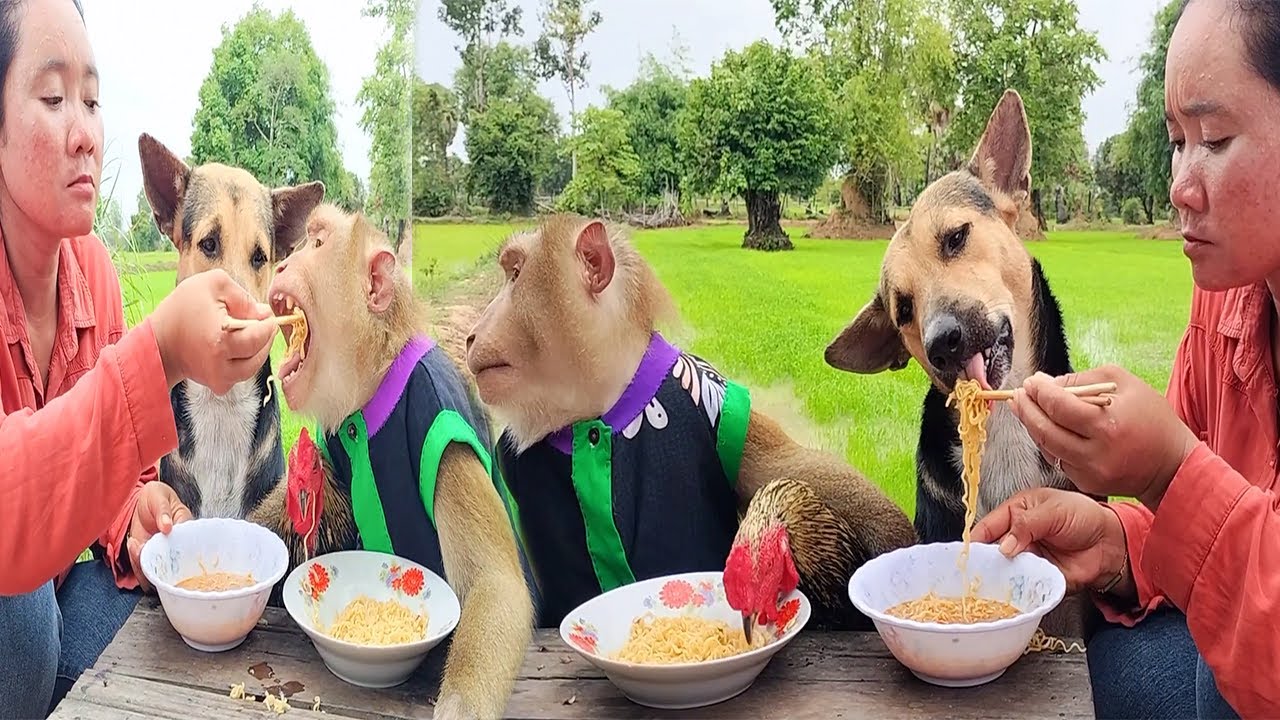 Funny Hand Feeding Animals , Mother Serve Food In The Morning At Field ...