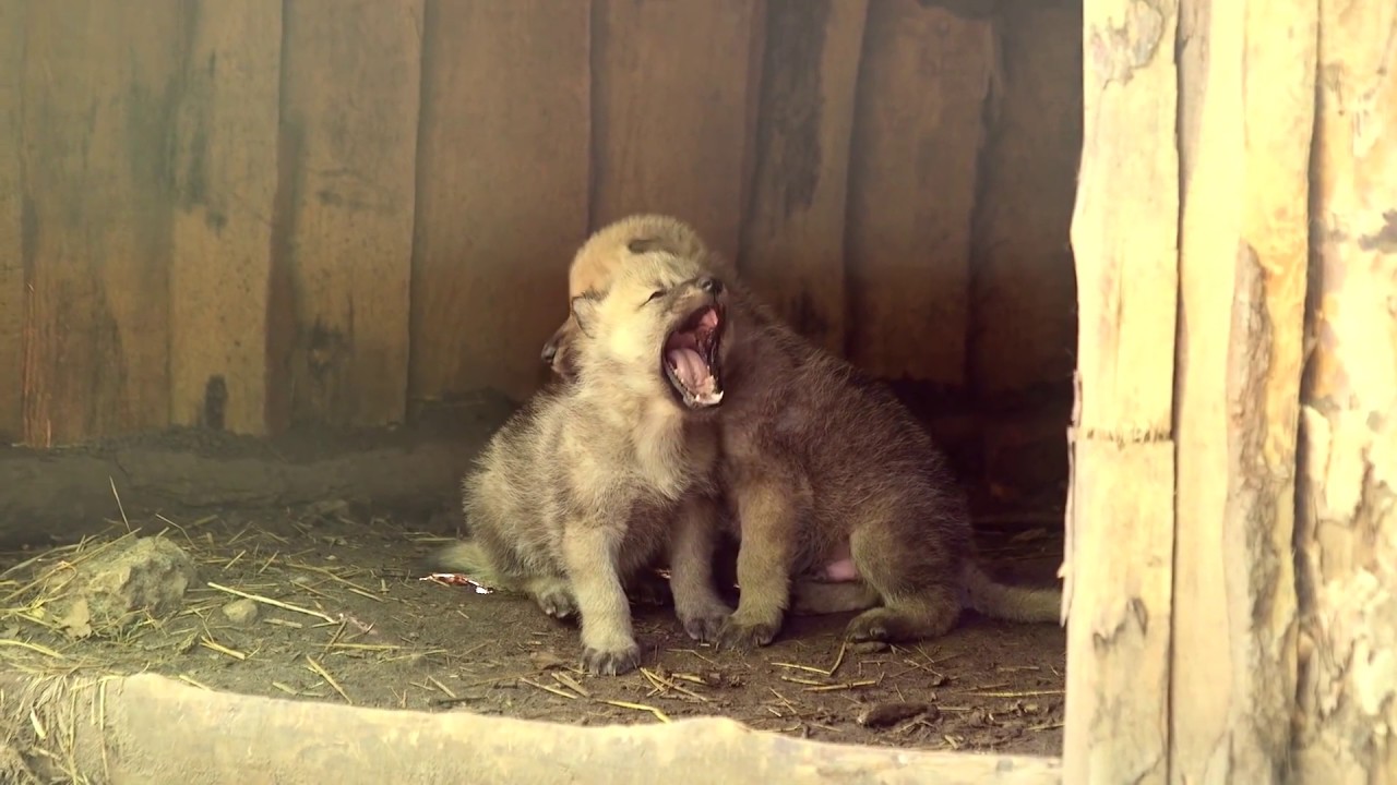 Polar Wolf Cubs born in Feldman Ecopark Ukraine | Kids educational ...