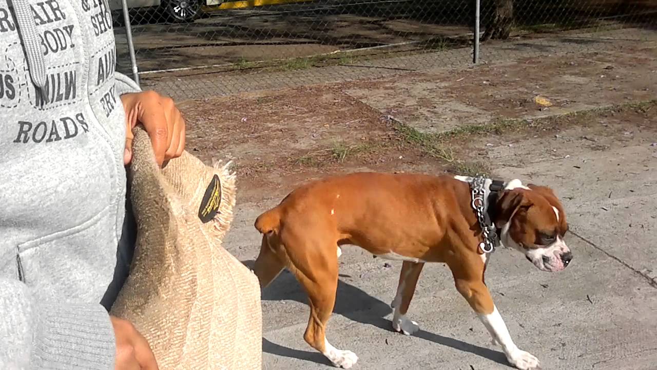 Otto Dog Boxer Training 3 - YouTube