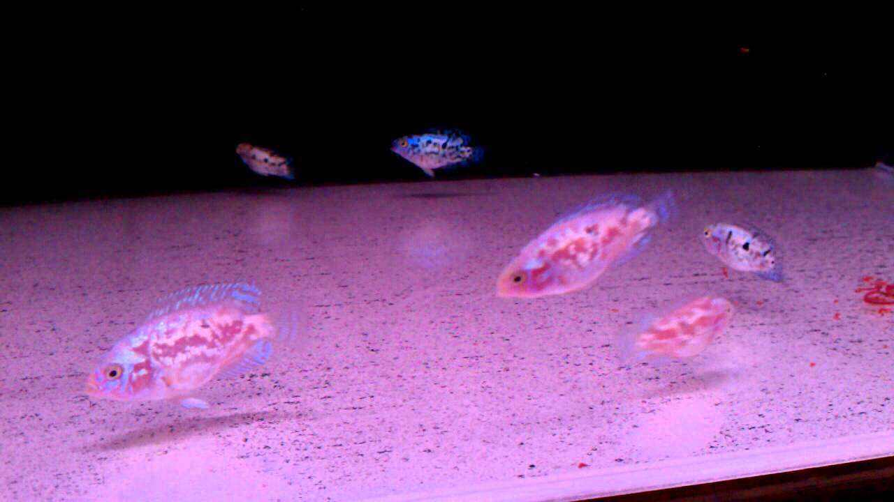 Leucistic EBJD and normal EBJD - YouTube