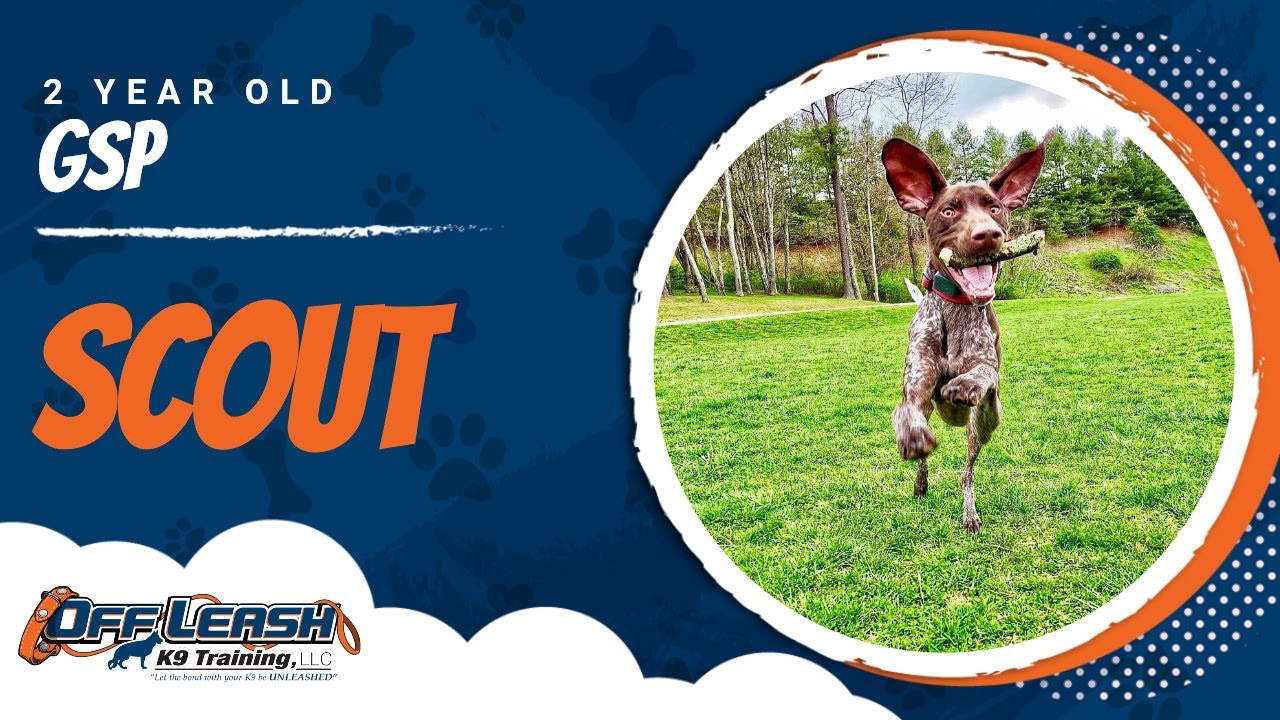 GSP Training Christiansburg | Christiansburg Dog Training - YouTube