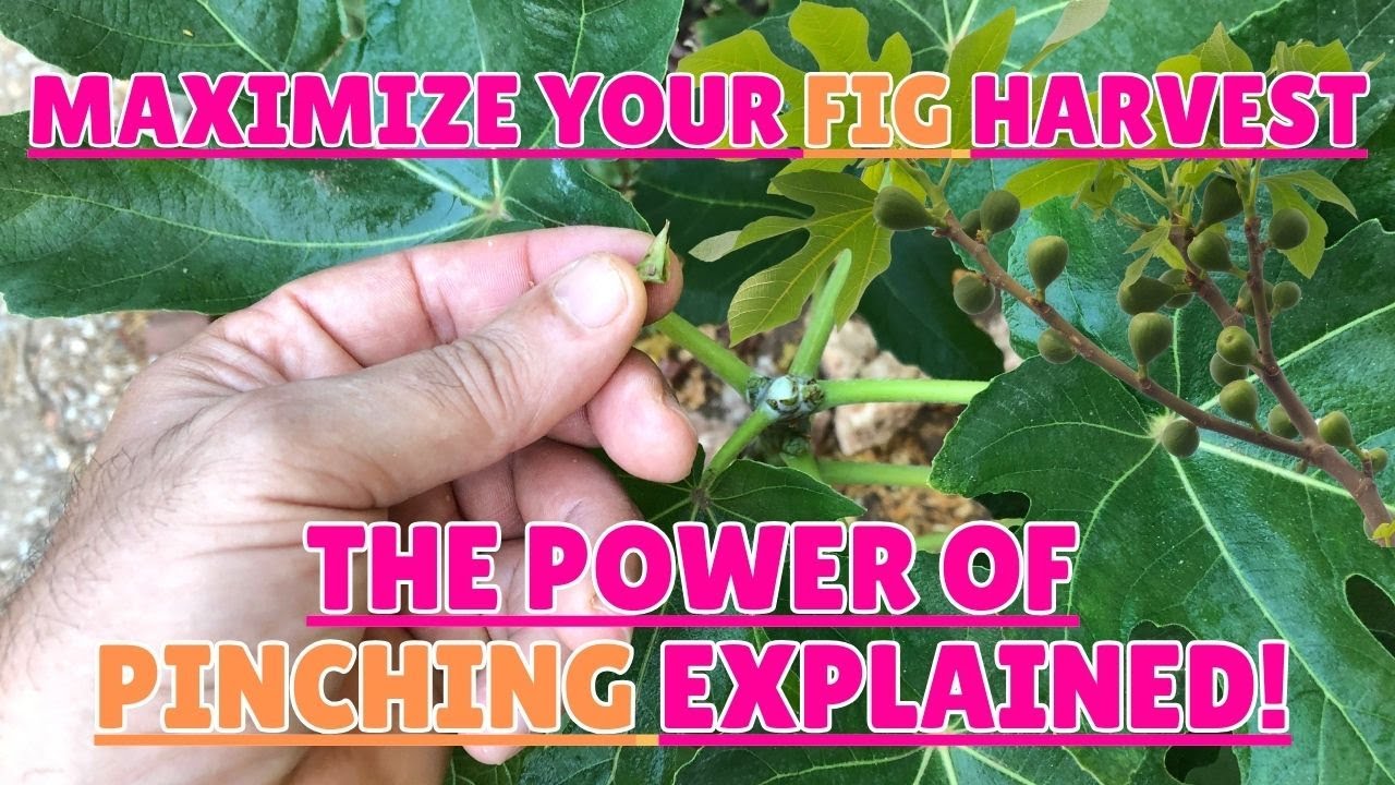 Maximize Your Fig Harvest: The Power of Pinching Explained!🌳#figs # ...