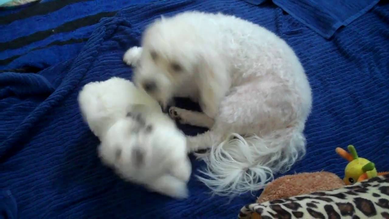 "Teeth-fencing" Cotons! Mom Atemis and pup Gabrielle play at 5.5 weeks ...