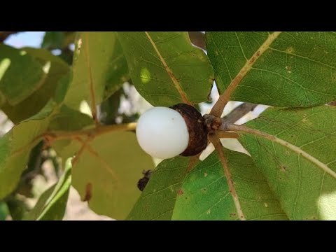 White biba tree price 📲:- 7972533180 \ White Bhilawa Original Seeds ...