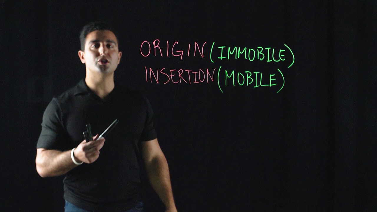 Point of Origin and Insertion - YouTube
