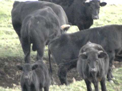 Wild Cattle Herd Hawaii - YouTube