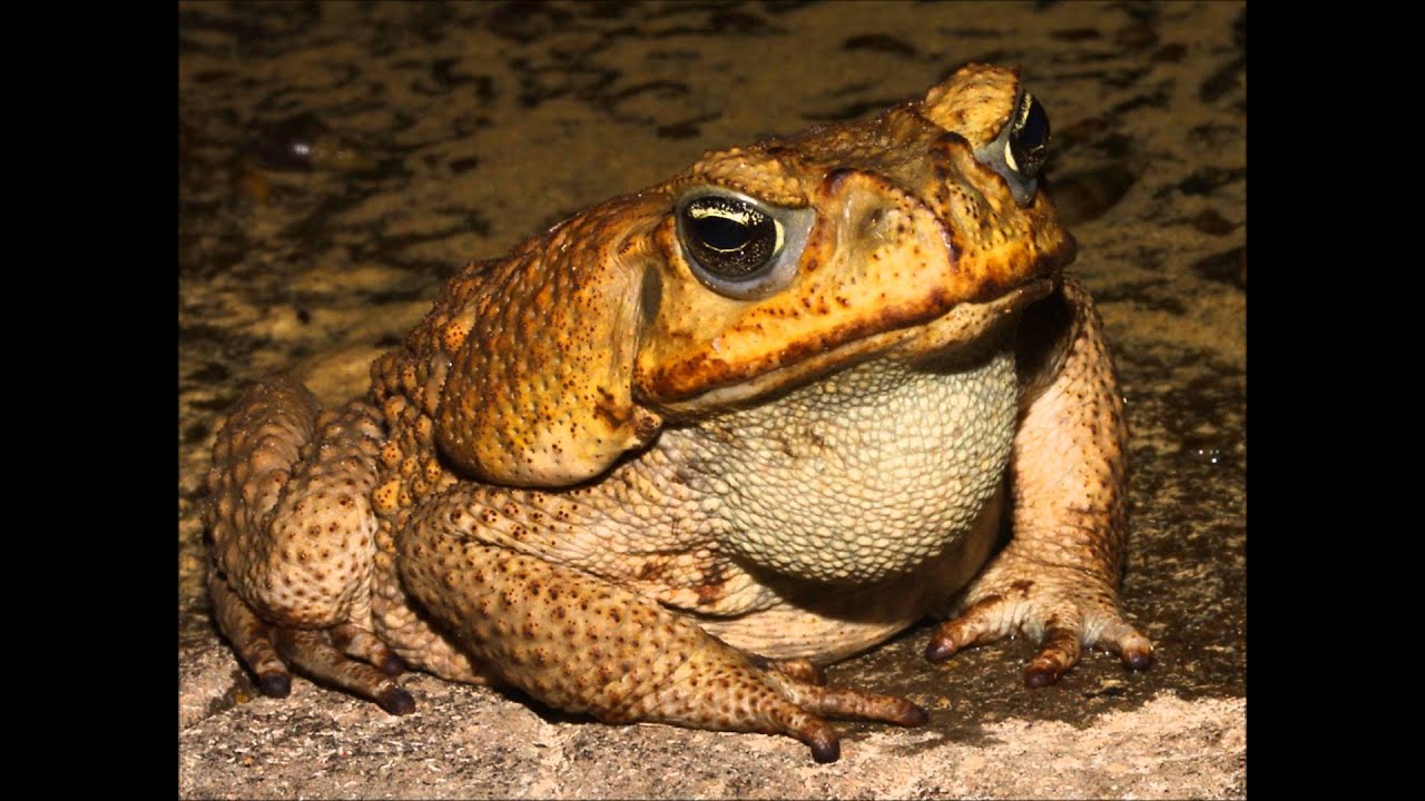 Jack The Toad - Stand By Me - YouTube