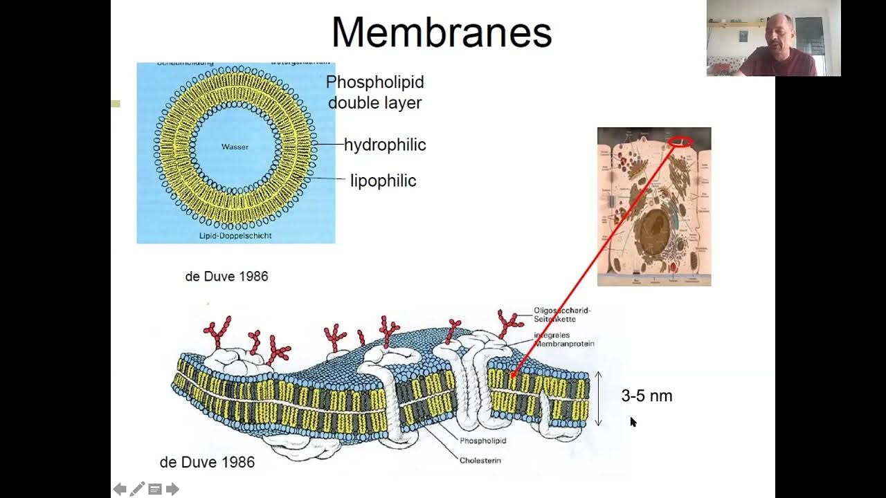 Lecture 5 Part 1 Introduction to cell and molecular biology - YouTube
