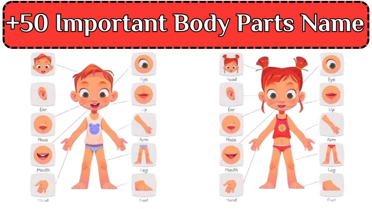 + 50 Important Body Parts Name In English | Body Parts Vocabulary For ...