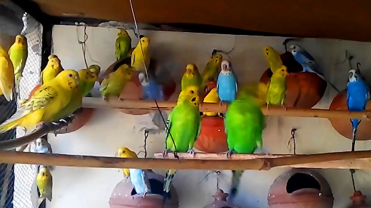 Amazing Budgies colony full with more than 150 Pcs Budgies Parrots ...