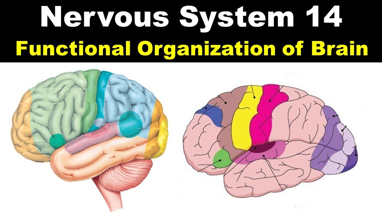 Nervous system 14 | Functional Organisation of Cerebrum | Wernicke's ...