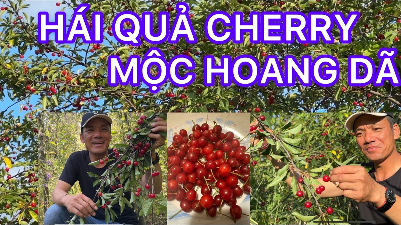 Hái Quả Cherry Mọc Hoang Dã Tự Nhiên ! - YouTube