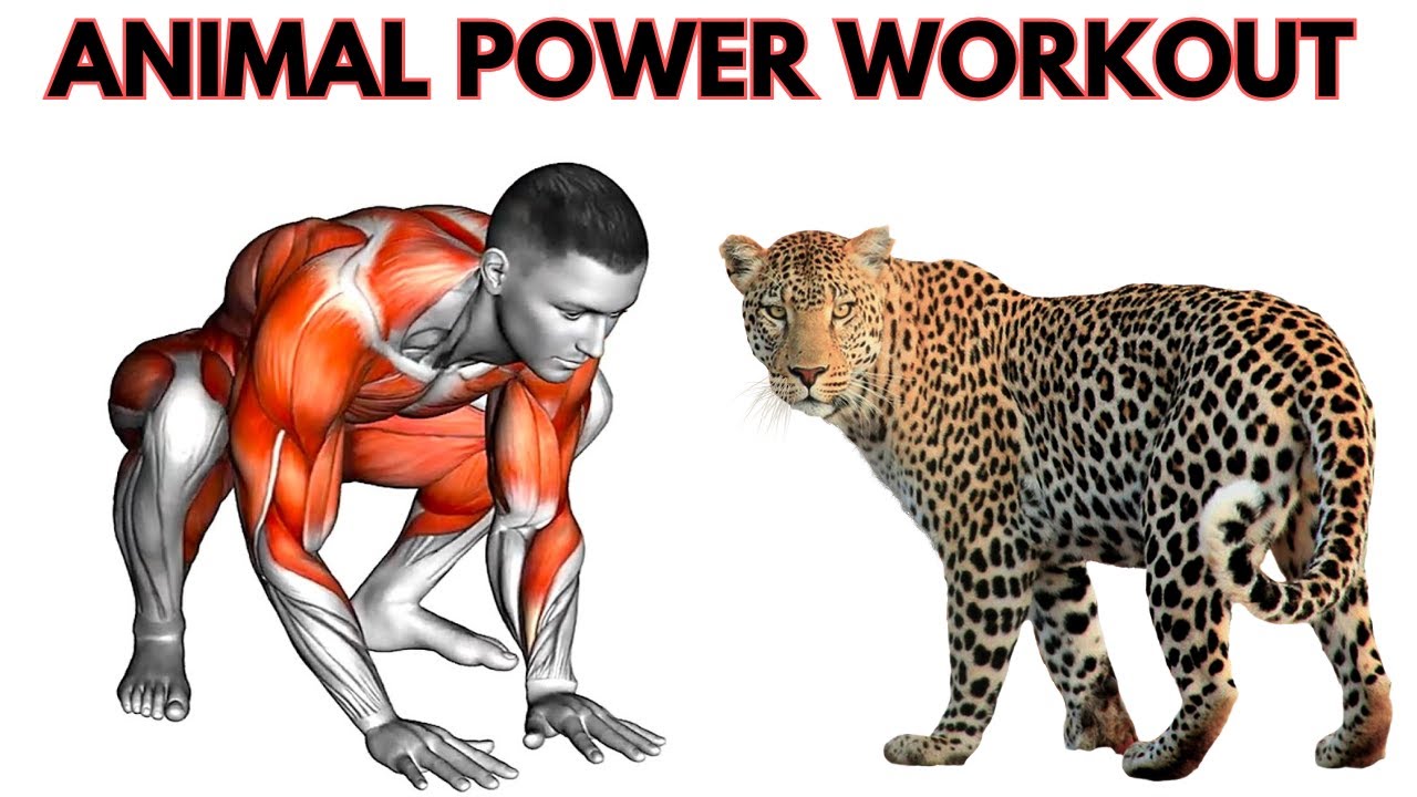 Morning Workout for Animal Power - YouTube