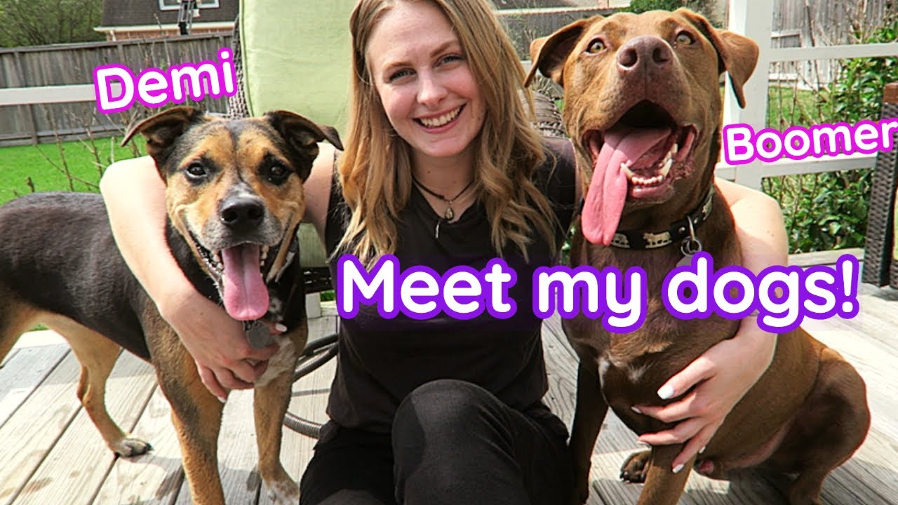 Meet My RESCUE DOGS 🐶 Furry Friend Tag - YouTube