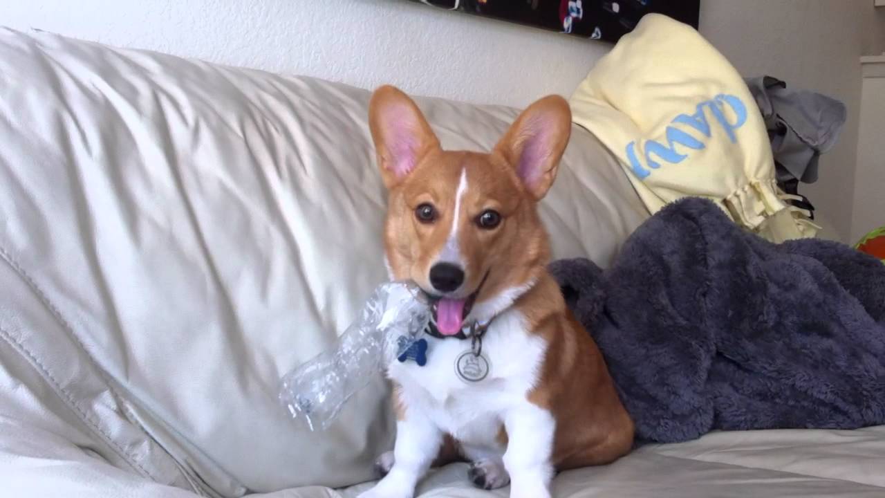 Ventus the Corgi Chewing on a Bottle and Making Funny Faces - YouTube