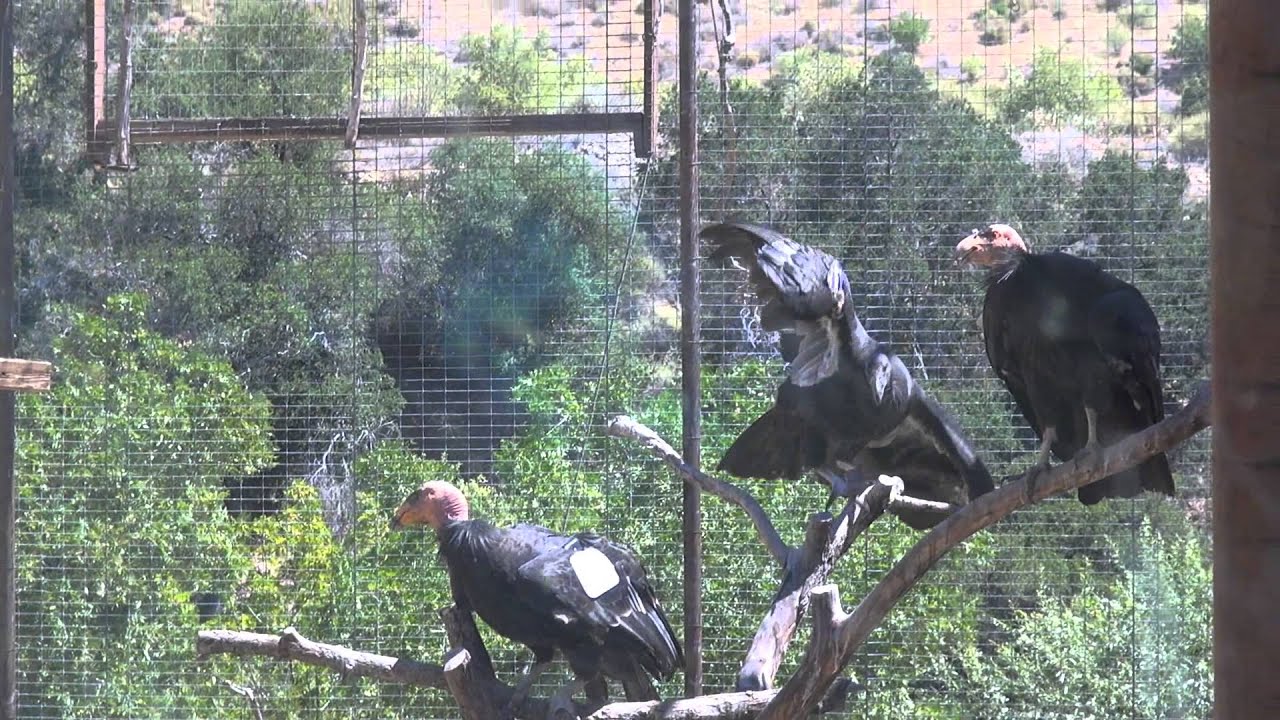 California Condor Work-Ups - YouTube