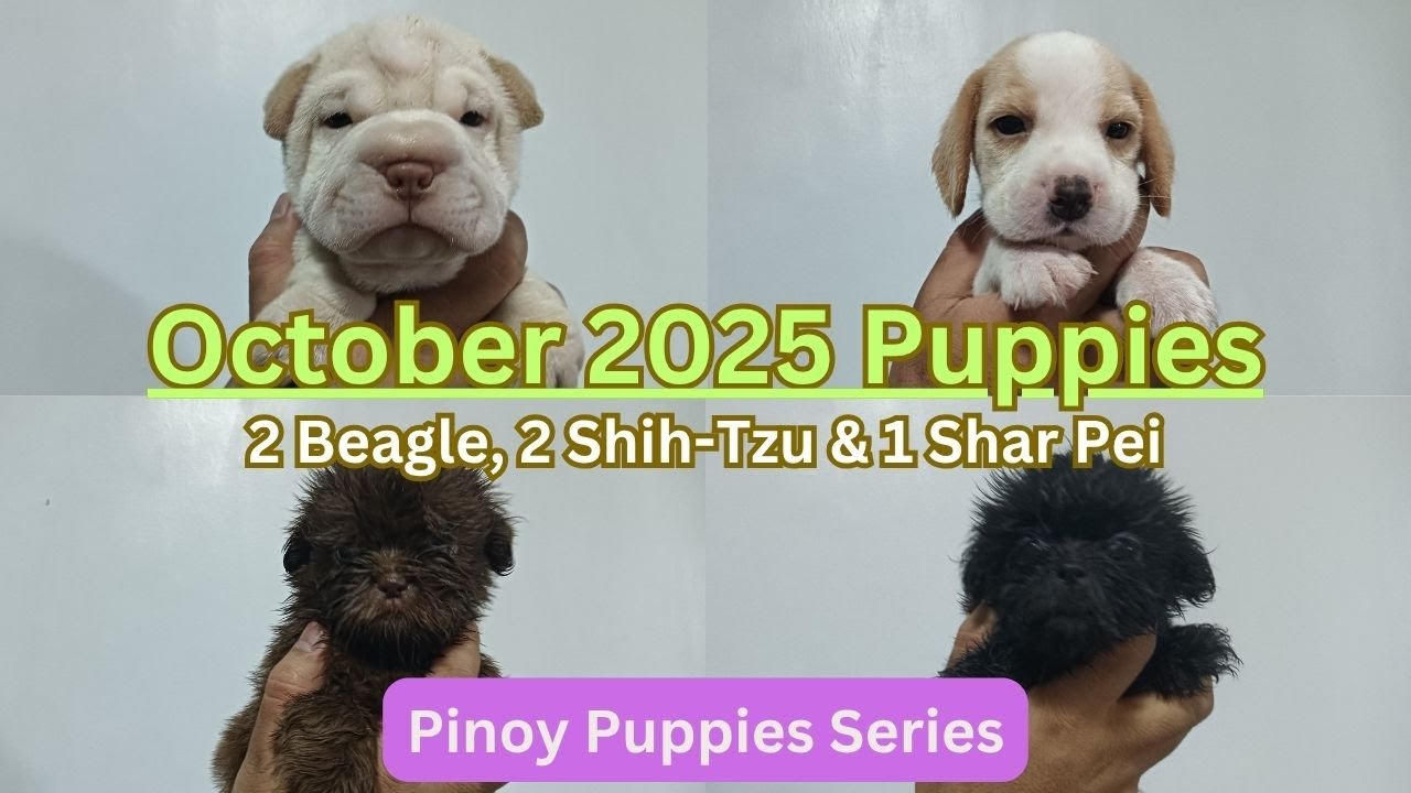 Beagles, Shar Pei & Shih-Tzu Puppies | October 2025 Five Weeks Puppies ...