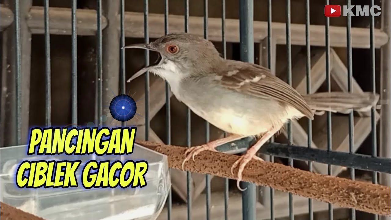ciblek semi gacor, PUTAR berkali-kali || ciblek semi pasti cepat BUNYI ...