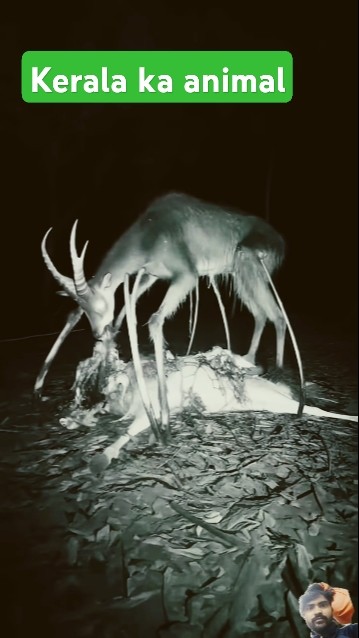 Kerala ke animal ka video🐐🦒🐐🐐🐐🍌 #nature #trendingshorts - YouTube