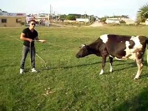 CRIS GAUCHO E A VACA