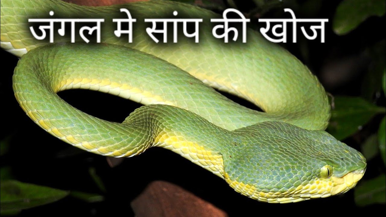 जंगल मे ग्रीन पिट वाईपर सांप की खोज | The discovery of the green pit ...