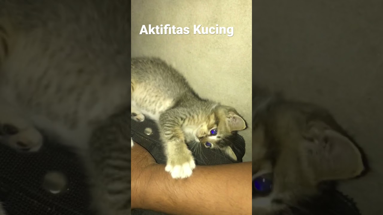 Kucing loreng #kucing #anakkucing #perawatankucing #kucingoreng - YouTube