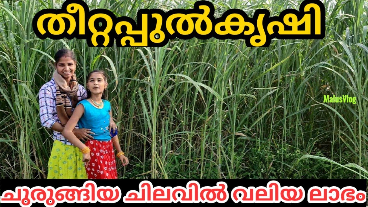 തീറ്റപ്പുൽകൃഷി/Theeta pullu krishi/Co3, Co4, Co5-Grass Farming/Fodder ...