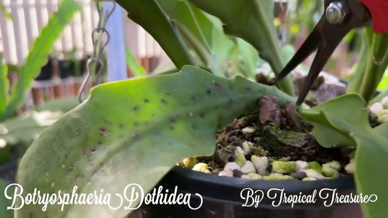 Botryosphaeria Dothidea Fungus In Epicactus Plants