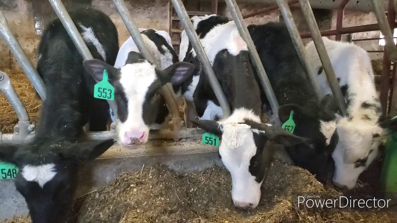 Calf Barn and Calving Pen - YouTube