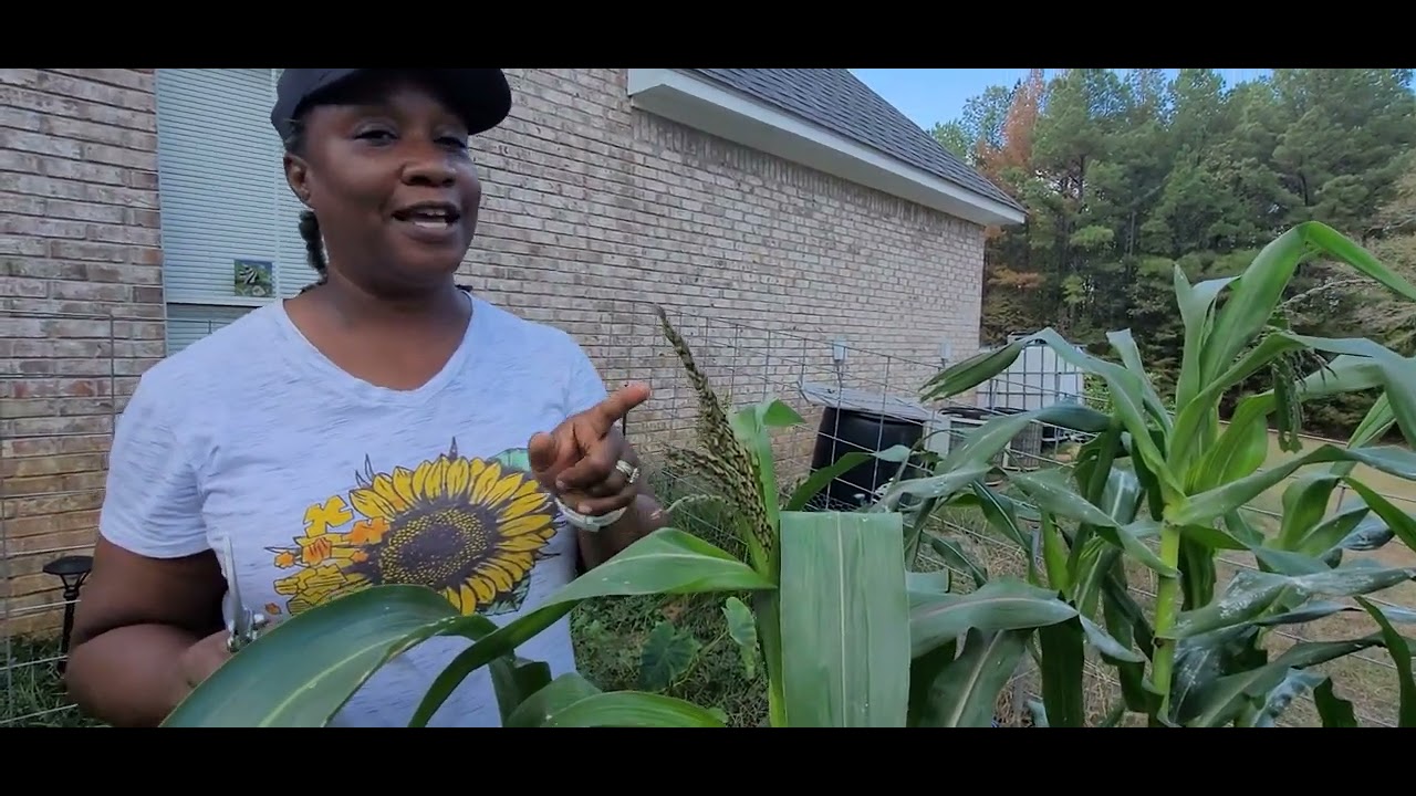 PURPLE CORN UPDATE! - YouTube