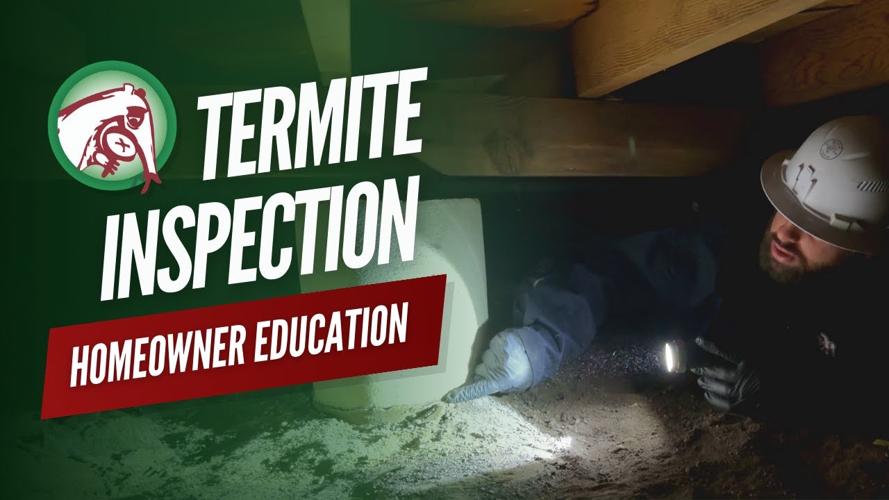 Termite Services: Conducive Conditions, Treatment, and Prevention - YouTube