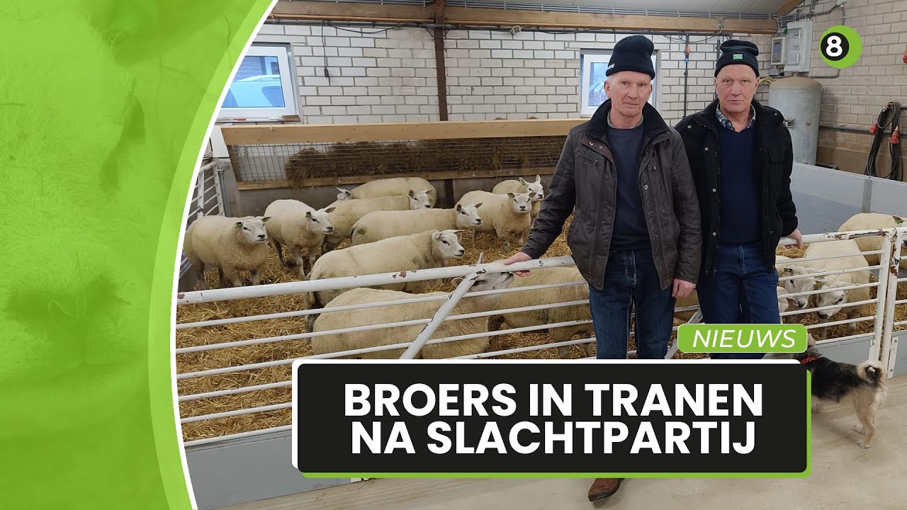 Schaaphouders in de Achterhoek op scherp na aanvallen van wolf - YouTube