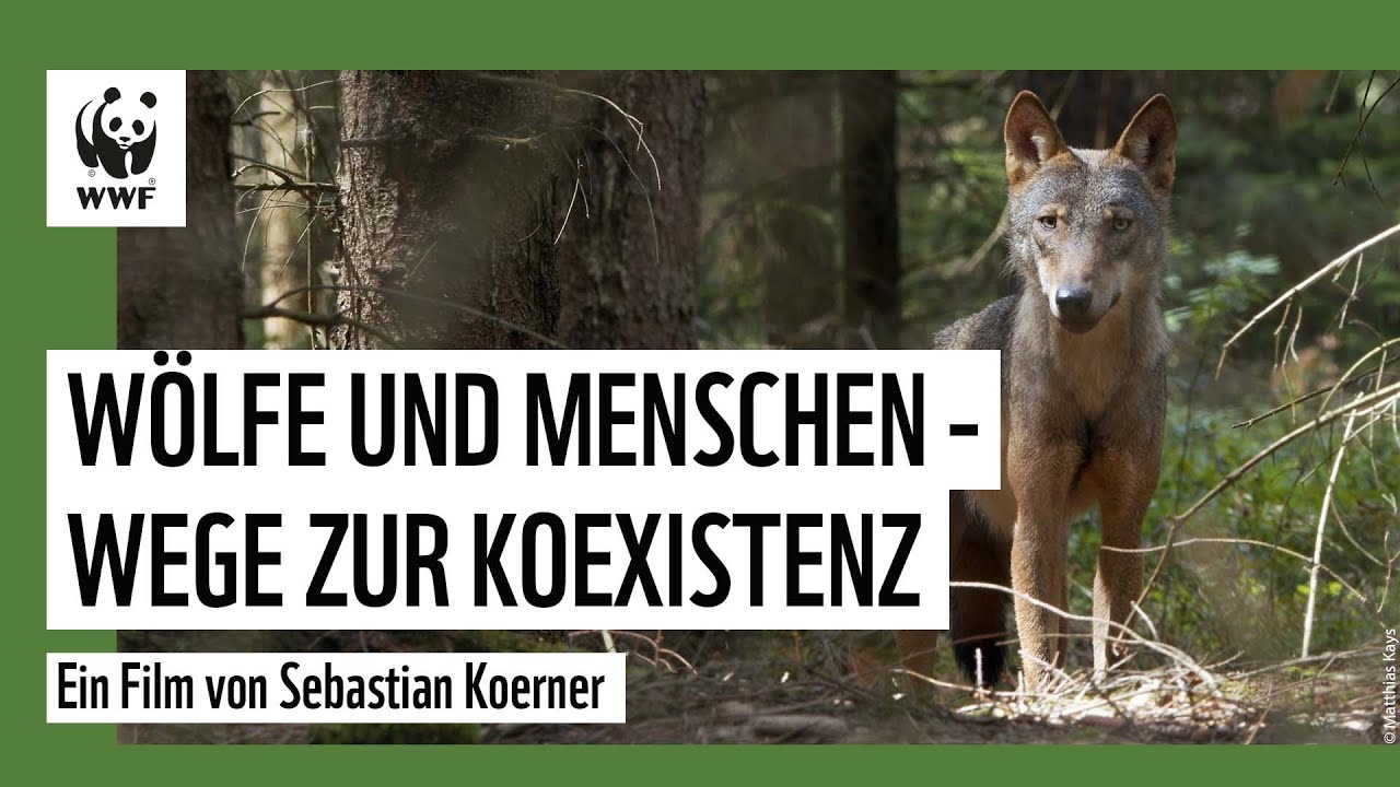 “Wölfe und Menschen – Wege zur Koexistenz“ von Sebastian Koerner - YouTube