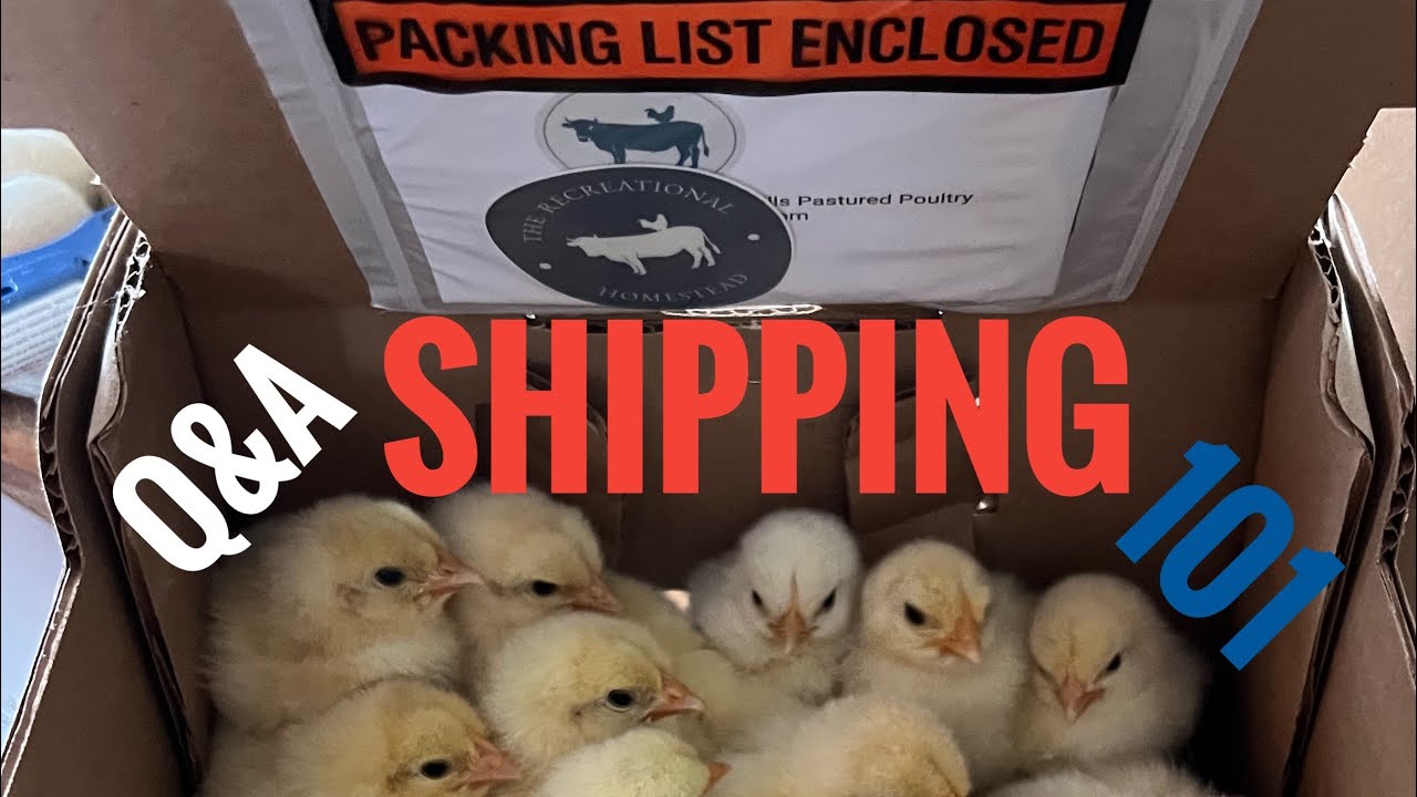 Shipping Chicks 101 Q A YouTube shipping-chicks-101-q-a-youtube