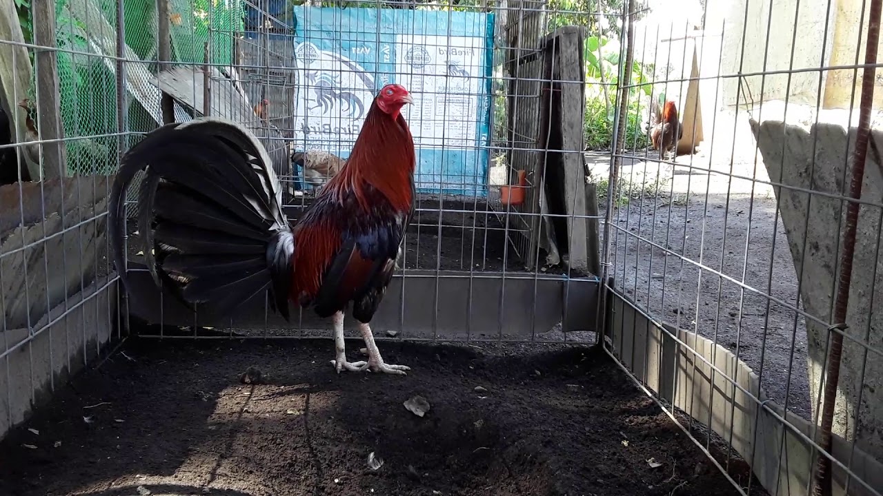 LDT Lines Boston Roundhead darkside BC - YouTube