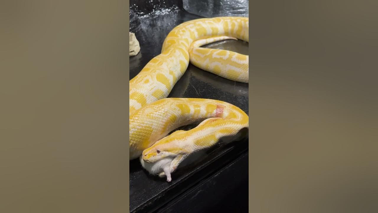 JUMBO RAT…SNACK TIME! #rat #snake #python #feeding #wildanimals - YouTube