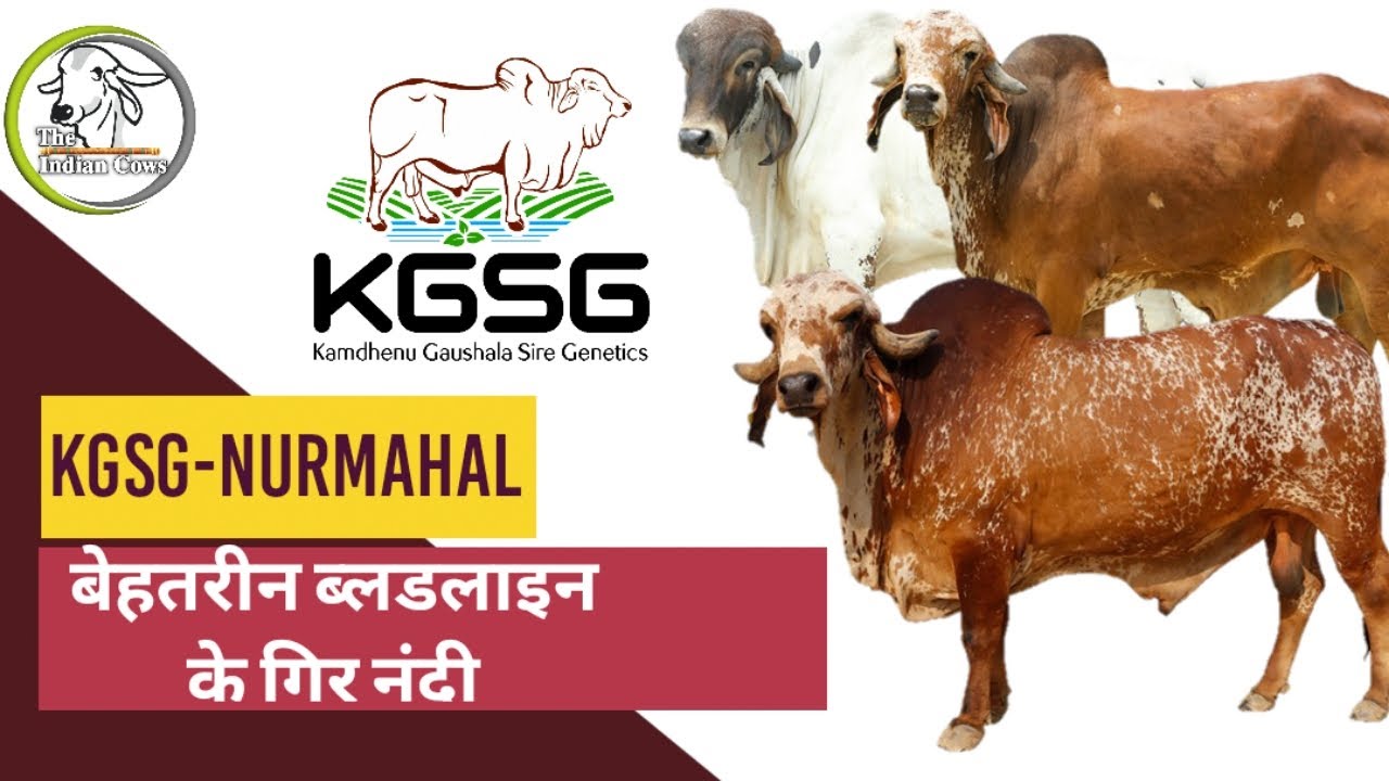 K.G.S.G के बेहतरीन ब्लडलाइन के गिर नंदी।KGSG NURMAHAL TOP GIR BULLS 💖 ...