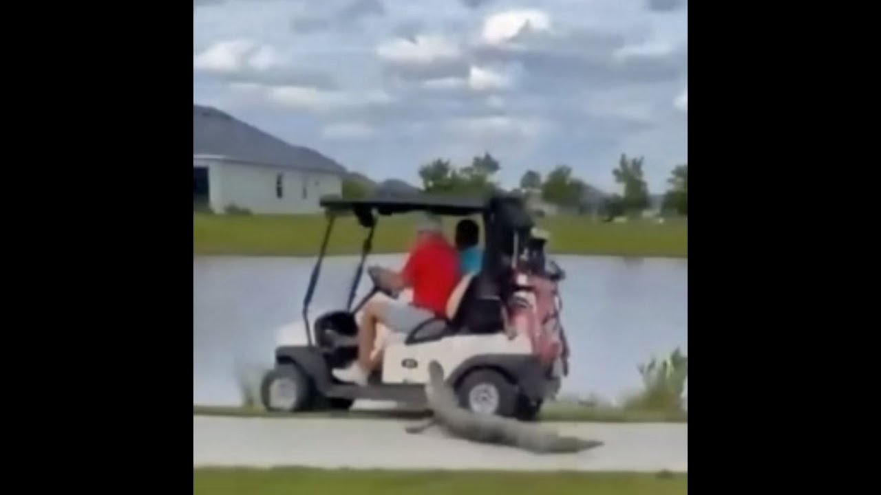 Golfers playing chicken with an alligator. - YouTube