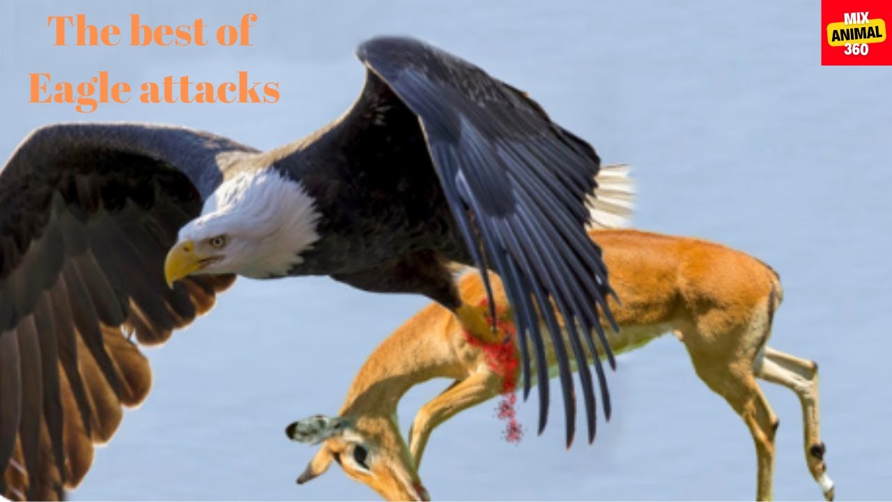 The best of Eagle attacks. The Most Dangerous Eagle Attack Caught on ...