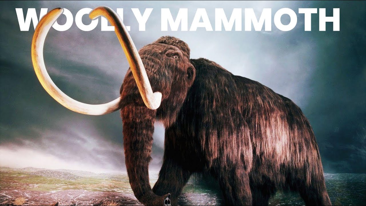 Prehistoric Creature Woolly Mammoths Woolly Mammoth prehistoric-creature-woolly-mammoths-woolly-mammoth