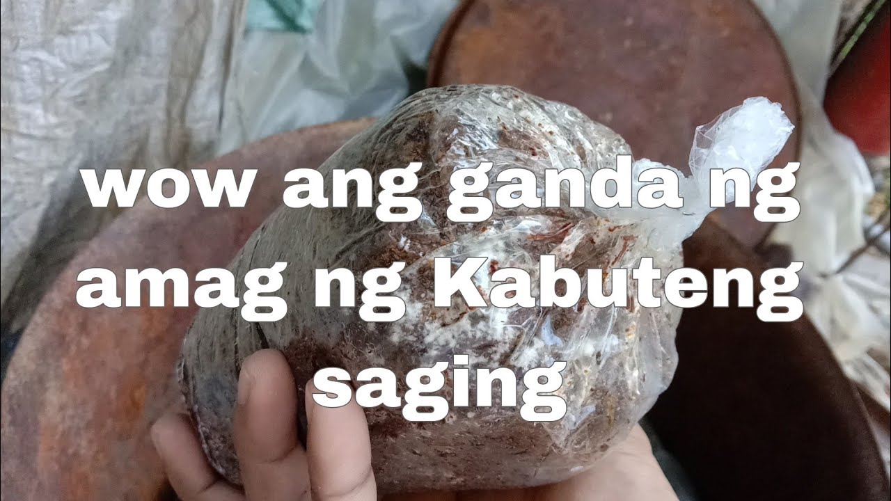 ganito lang gawin para kumapal amag ng Kabuteng saging - YouTube