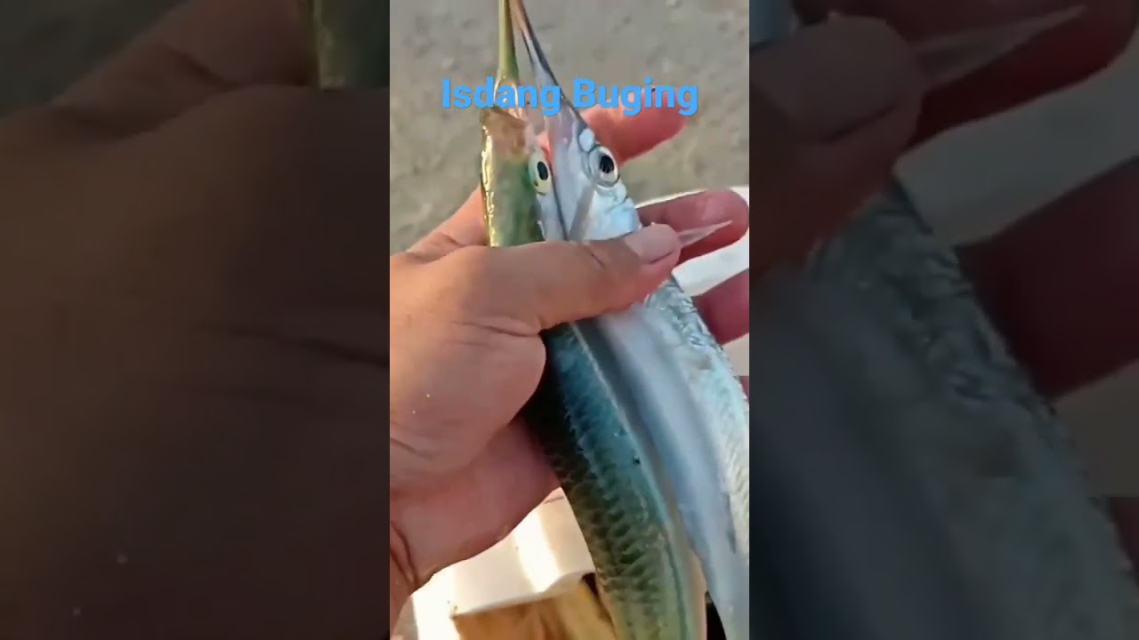 Buging Fish - YouTube