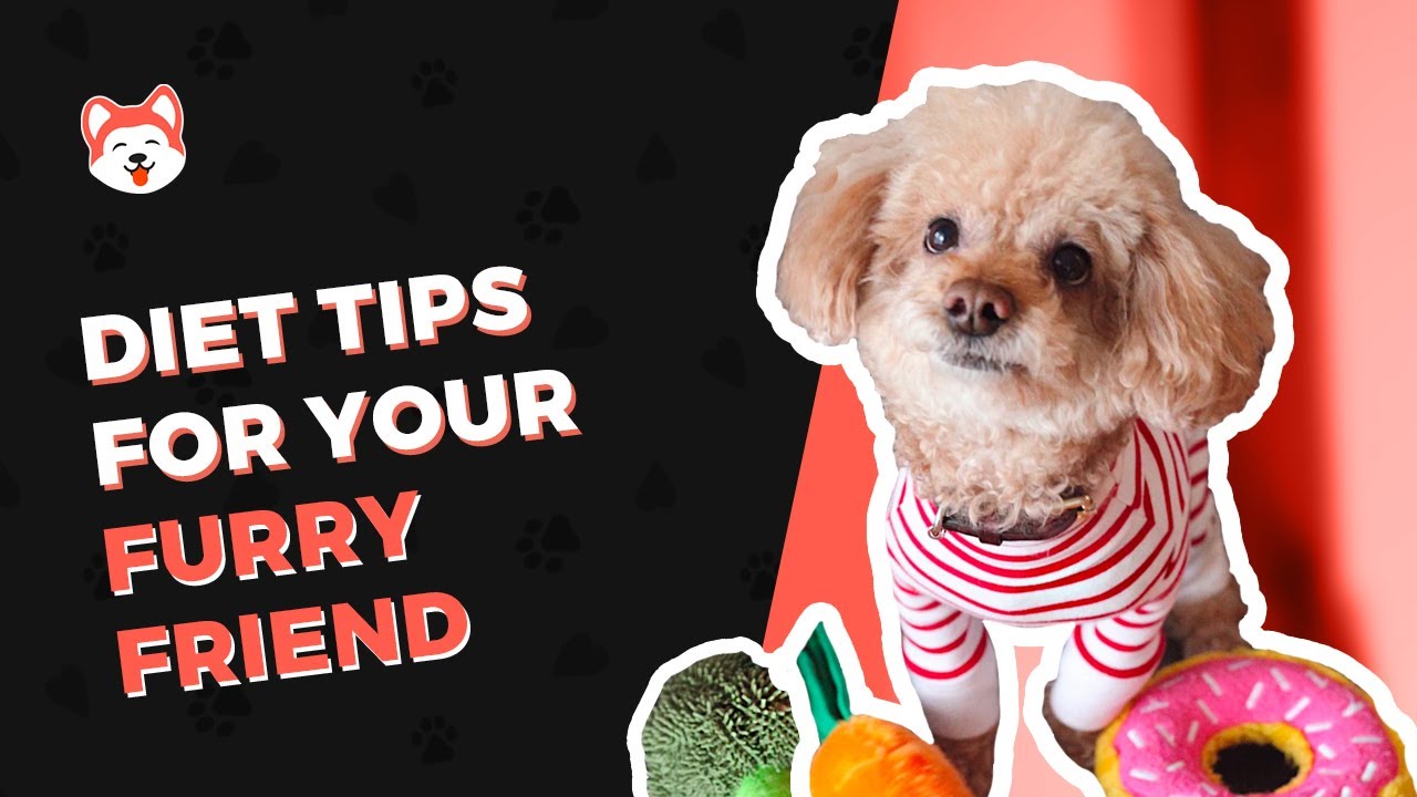 Diet tips for your furry friend! - YouTube